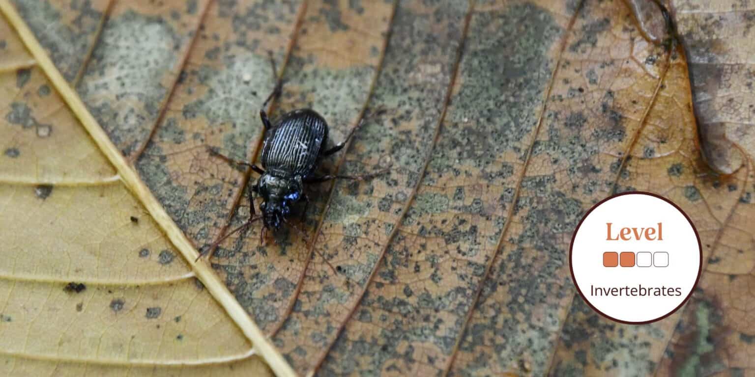 Introduction to Terrestrial Invertebrates and Sampling Techniques ...