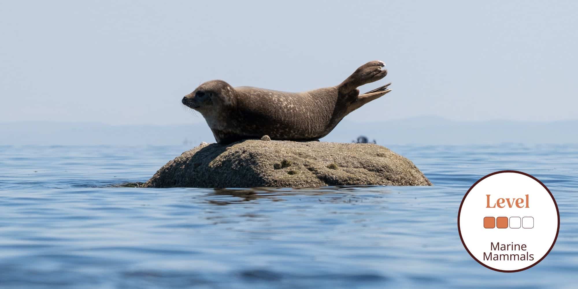 Marine Mammals – Field Studies Council