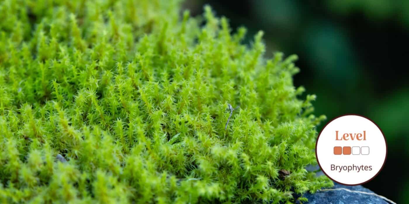 Garden mosses guide – Field Studies Council