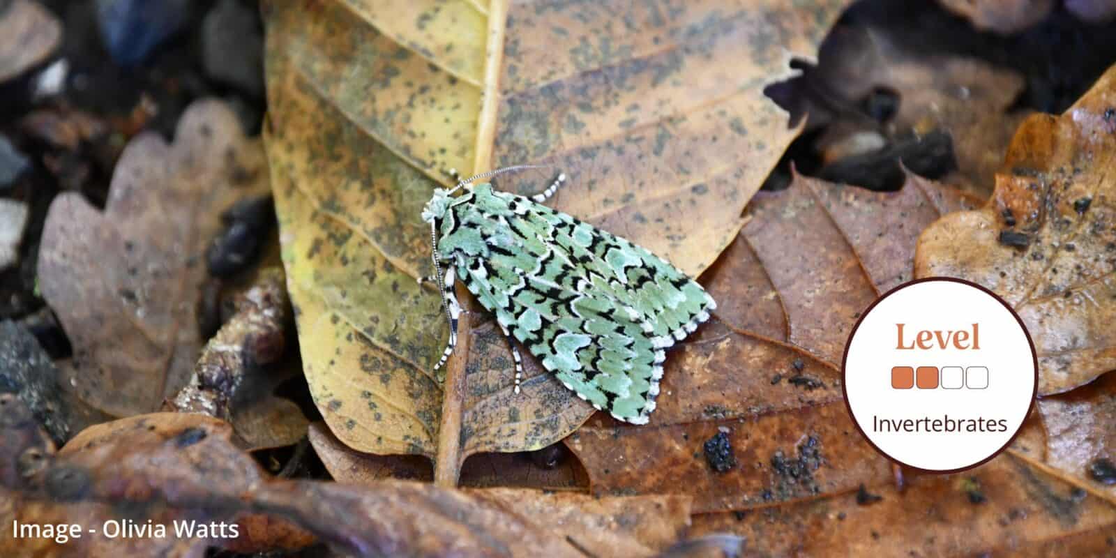 Moths and Moth Trapping for Beginners – Field Studies Council