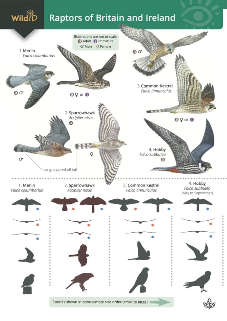 Raptors | Fold-out identification guide | Field Studies Council