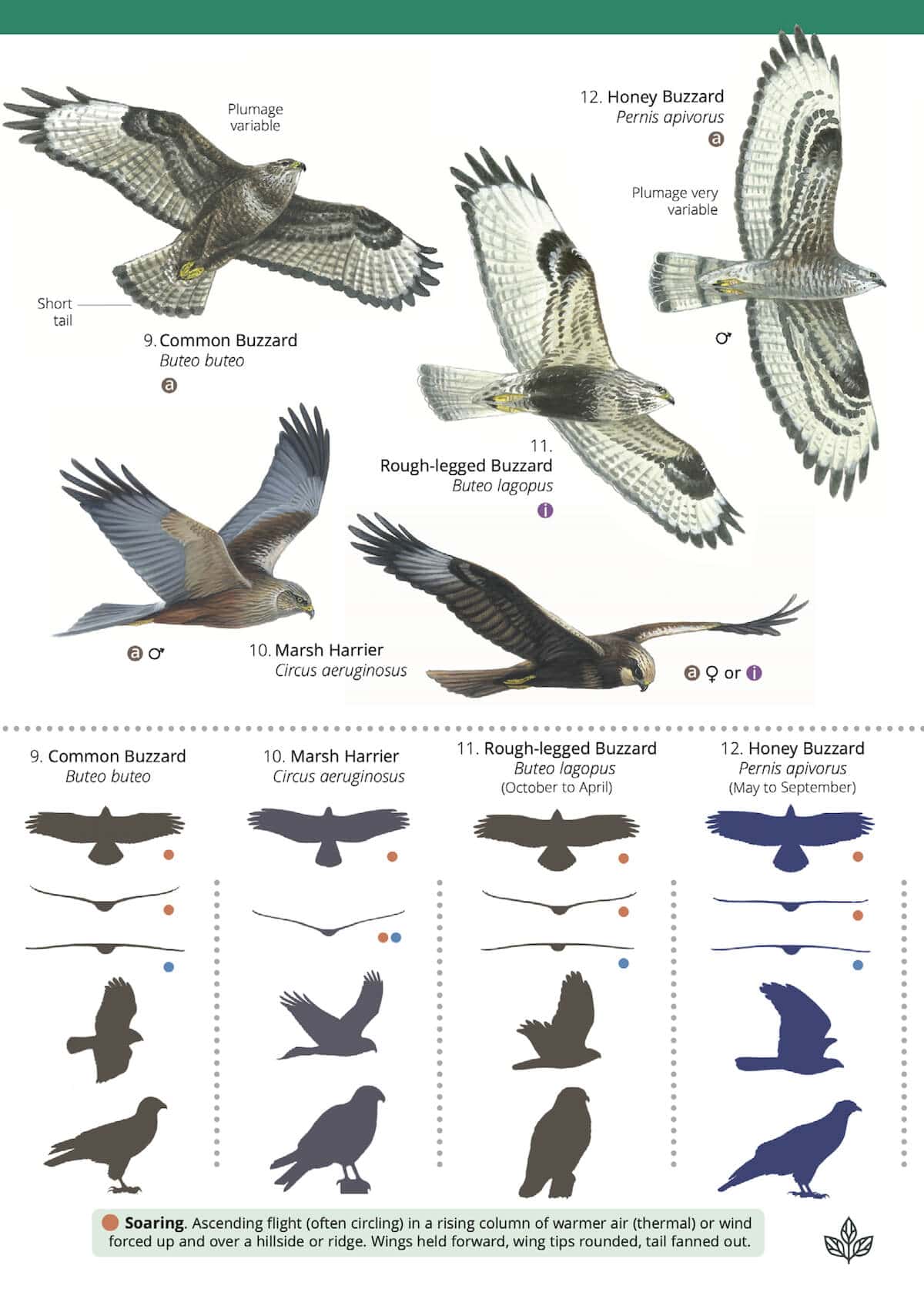Raptors | Fold-out identification guide | Field Studies Council