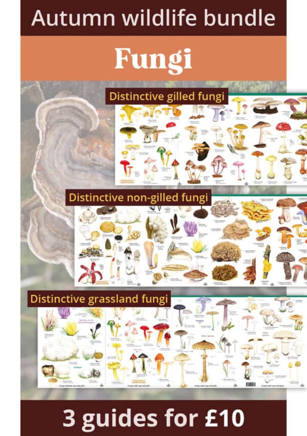 Autumn Fungi Bundle – Field Studies Council
