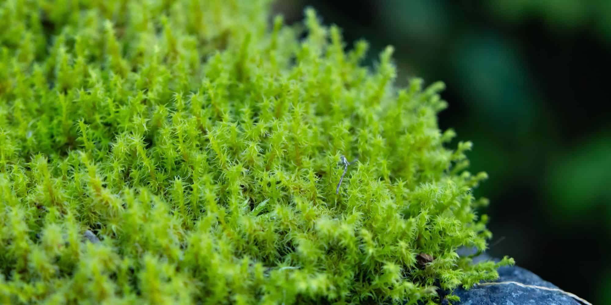 Mosses: An Introduction (Half Day) – Field Studies Council