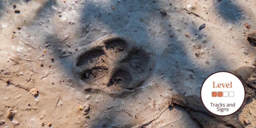 Tracks and Signs: An Introduction (Half Day) – Field Studies Council