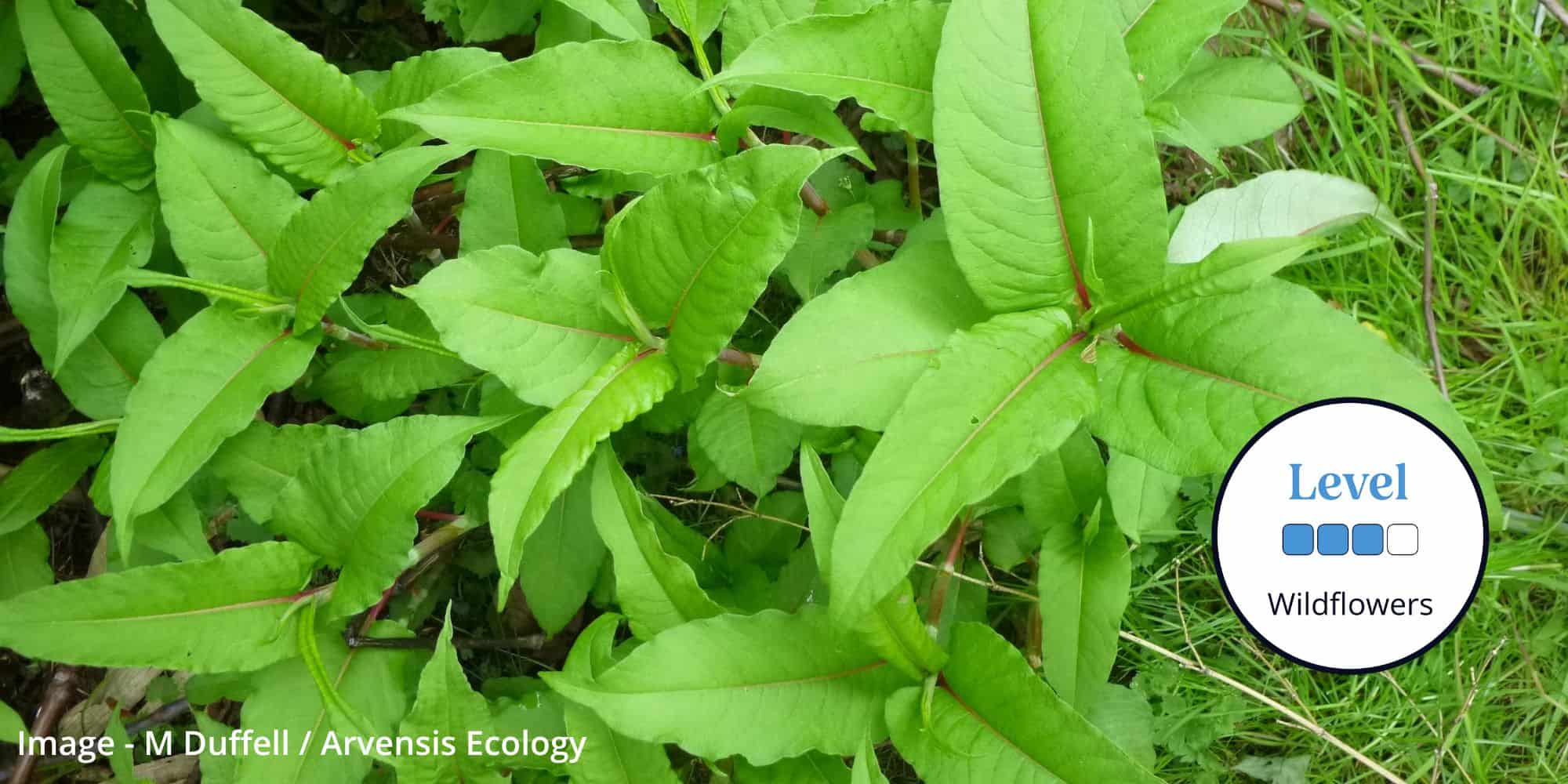 Vegetative Identification – Field Studies Council
