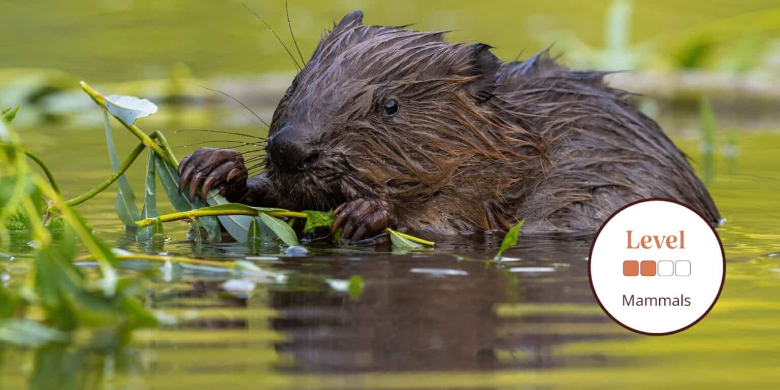 Beaver Ecology and Survey Techniques (Practical) – Field Studies Council