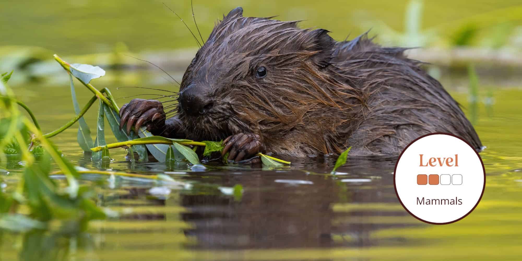 Beaver Ecology and Survey Techniques (Practical) – Field Studies Council