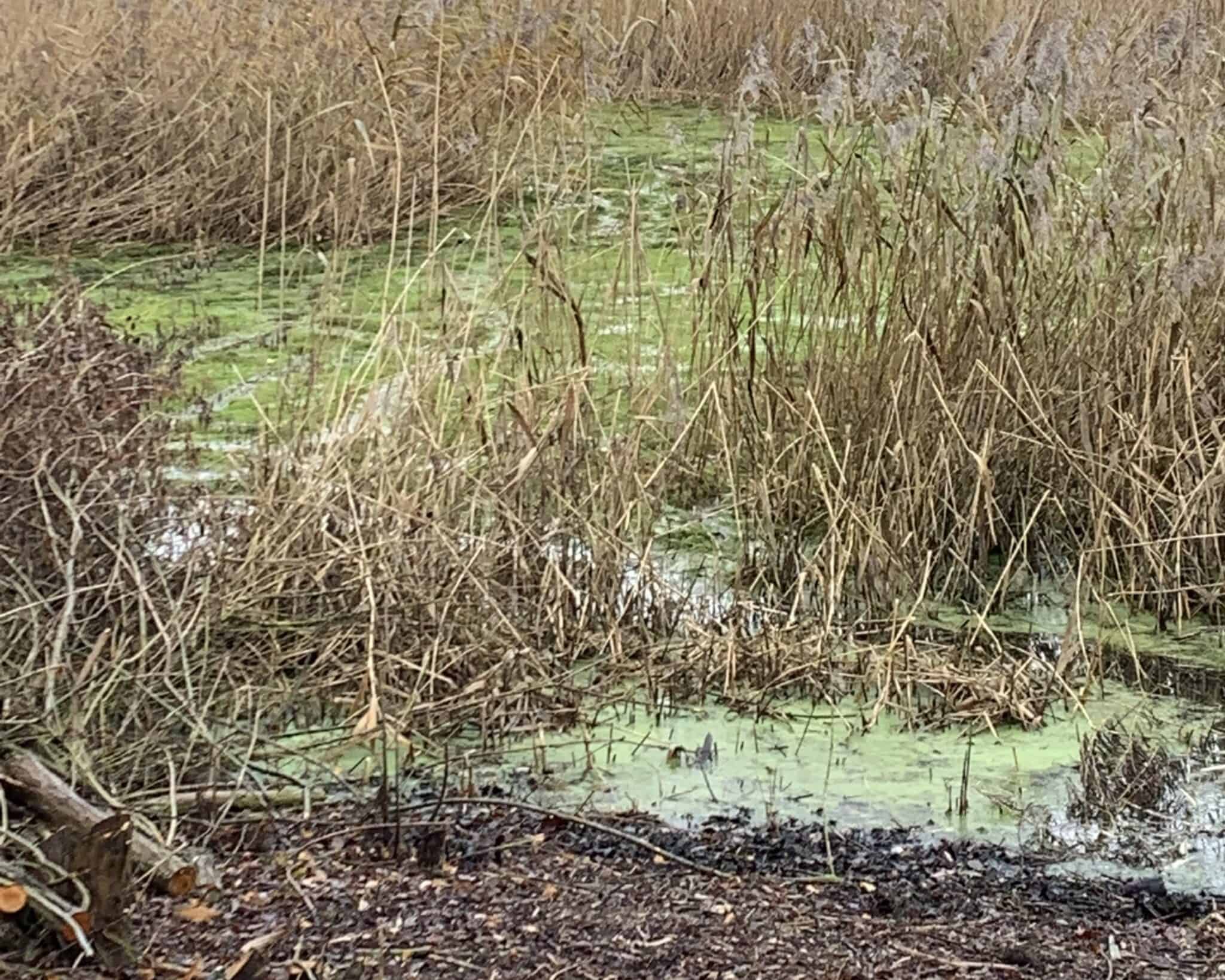 Beaver Ecology and Survey Techniques (Practical) – Field Studies Council
