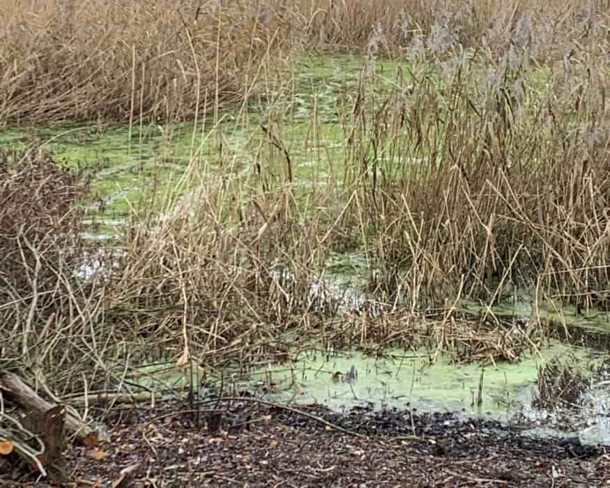 Beaver Ecology and Survey Techniques (Practical) – Field Studies Council