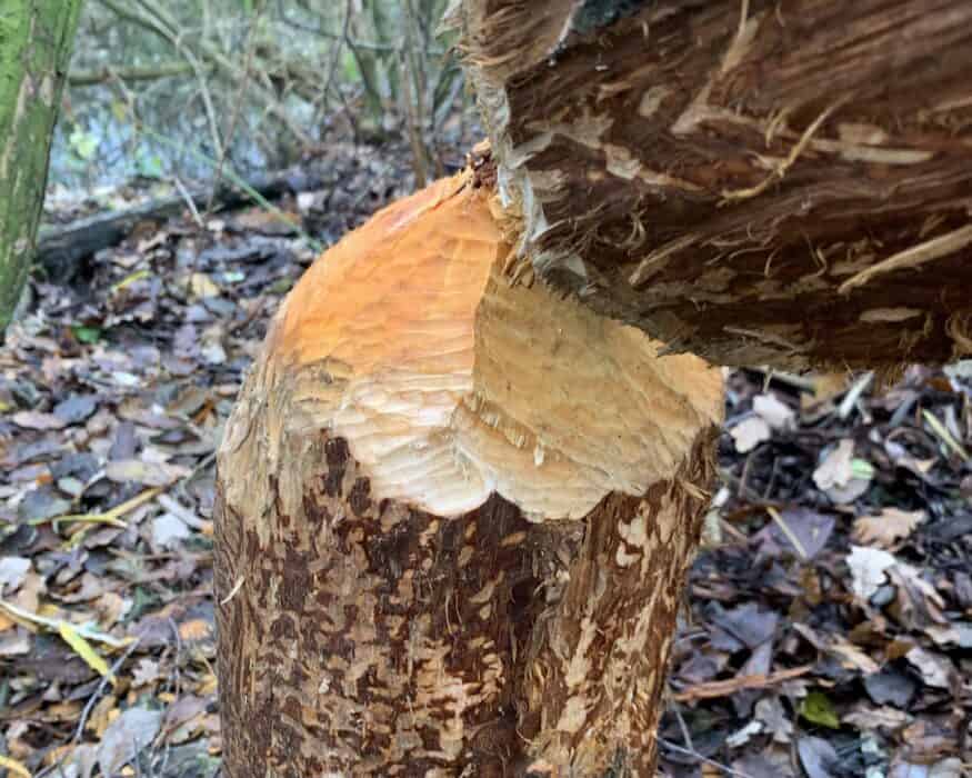 Beaver Ecology and Survey Techniques (Practical) – Field Studies Council