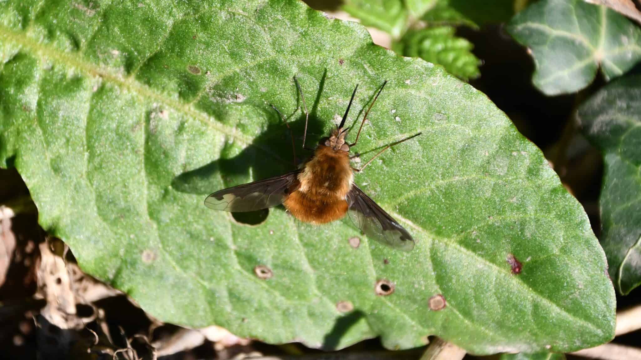 Seasonal spotlight: Bee-flies – Field Studies Council