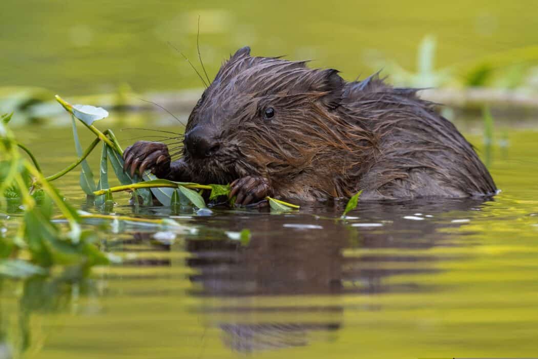 Beaver Ecology and Survey Techniques (Practical) – Field Studies Council