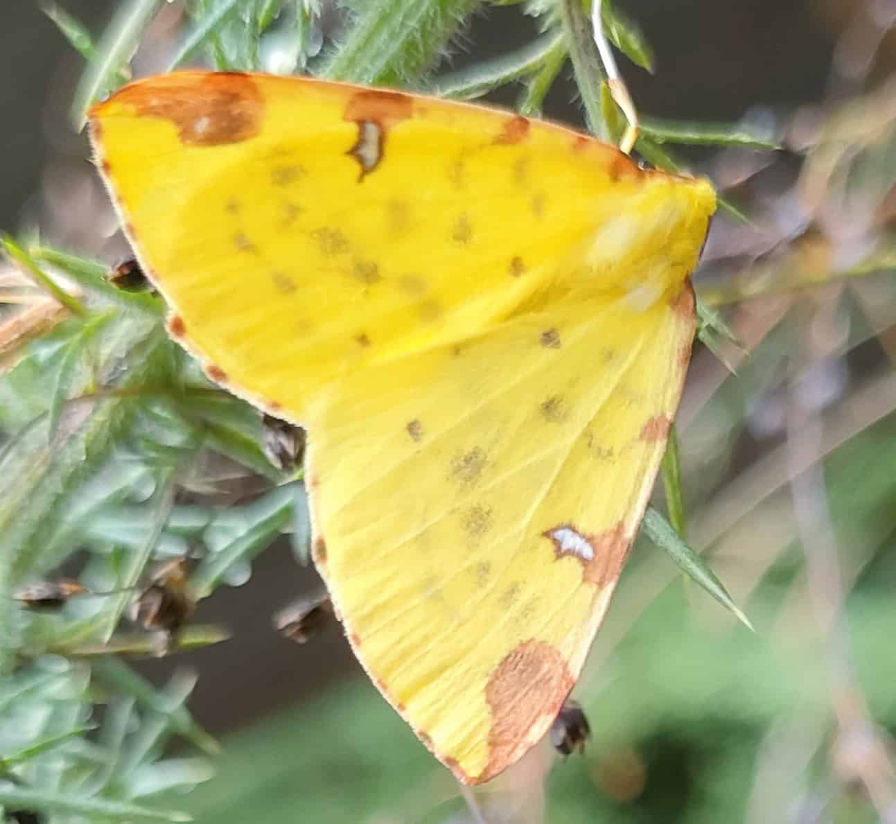 Biological Recording: Getting Started – Field Studies Council