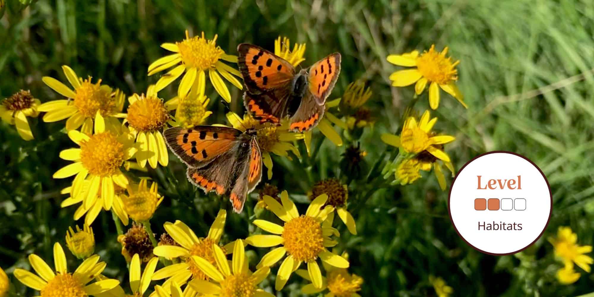 Biodiversity Literacy - Online 2025 – Field Studies Council