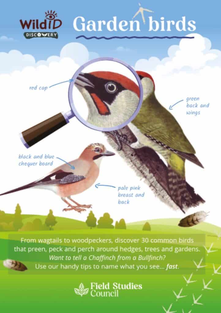 British Bird Guide | FSC Bird Field Guide for the Top 50 Garden Birds