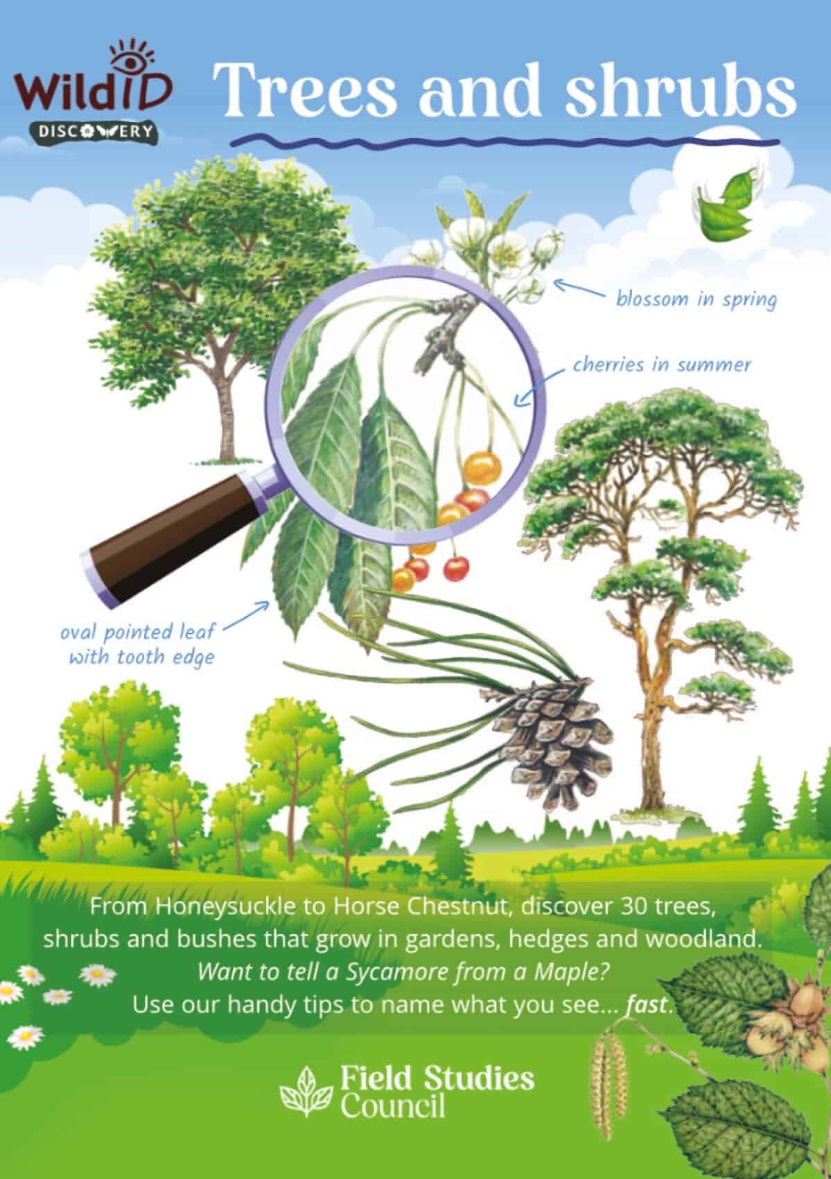 Trees Guide for Great Britain & Ireland | FSC Tree Name Trail