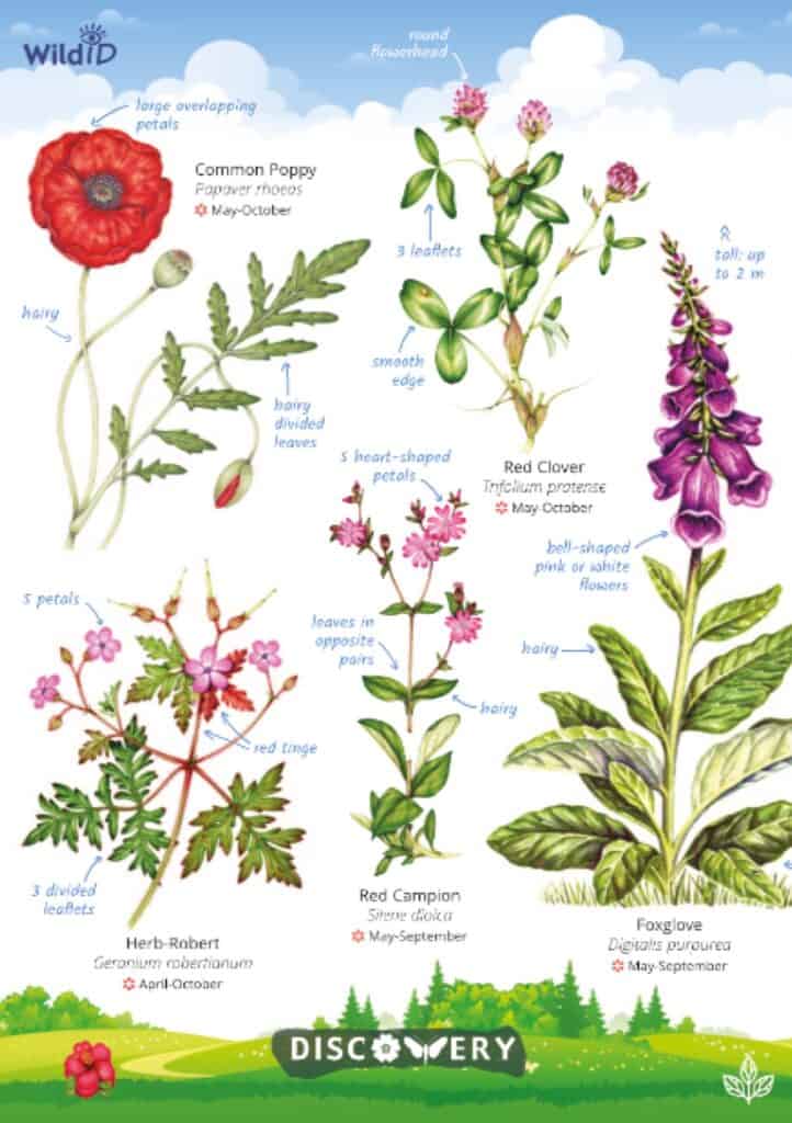 Wildflowers | Discovery guide | Field Studies Council