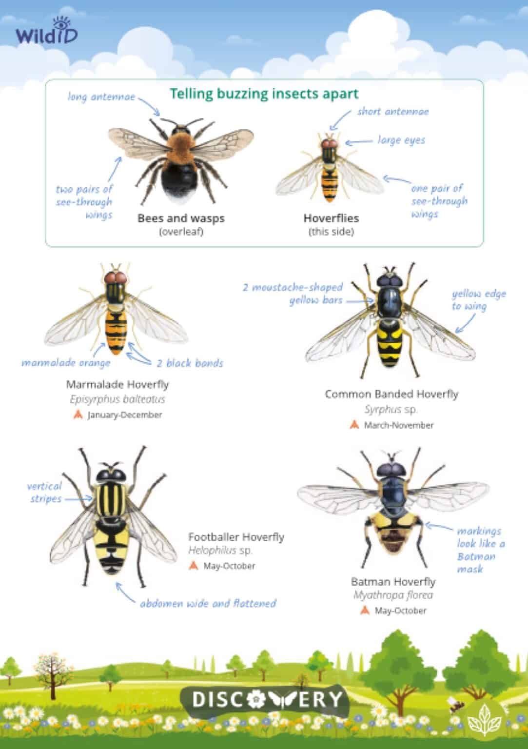 Wildflowers | Discovery guide | Field Studies Council
