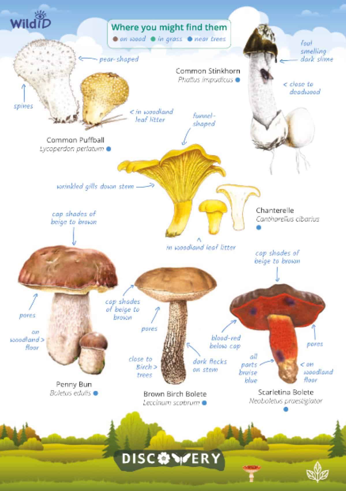 Fungi | Discovery guide | Field Studies Council