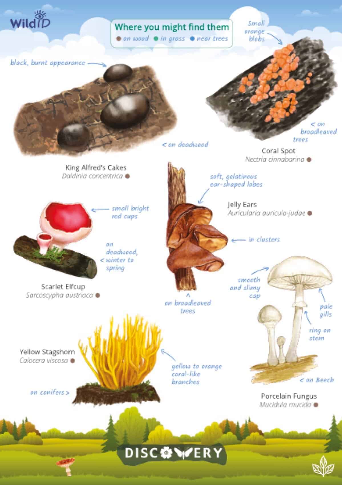 Fungi | Discovery guide | Field Studies Council
