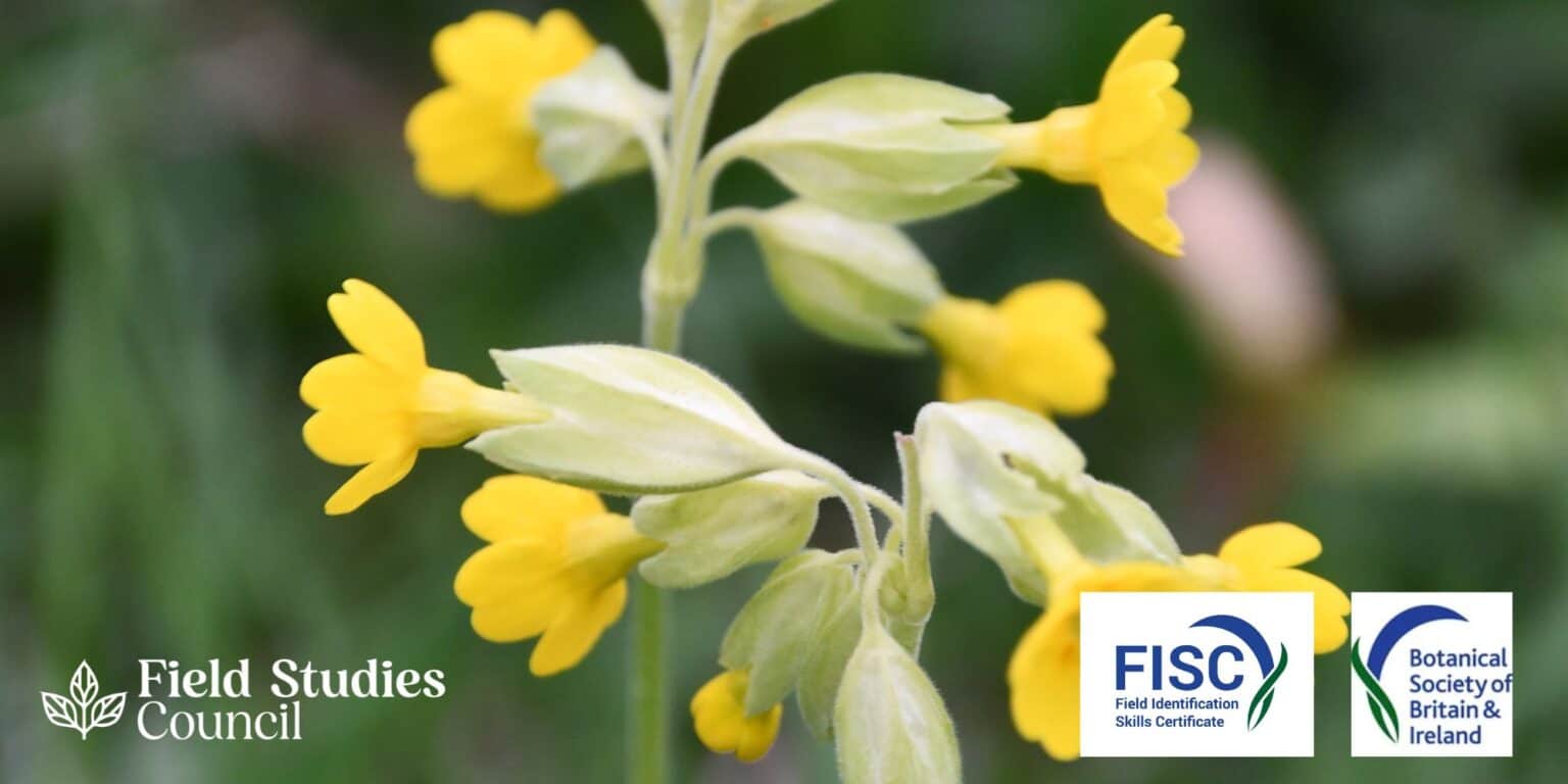 Botany Courses | Online and UK wide | Field Studies Council