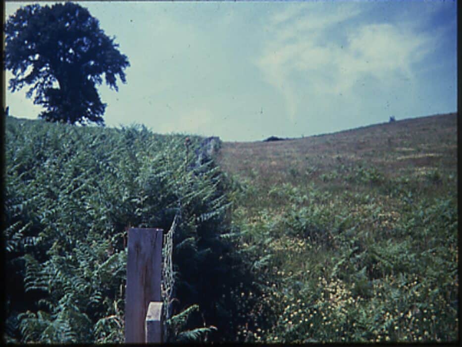 Rewilding research project at Nettlecombe Court – Field Studies Council