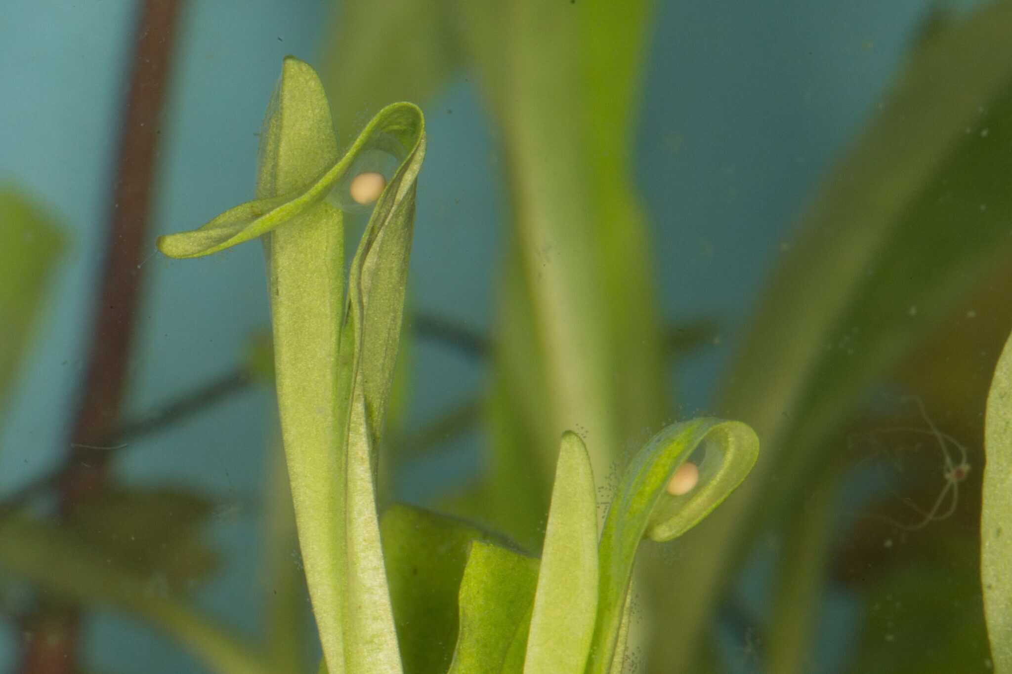 Seasonal spotlight: Newts – Field Studies Council