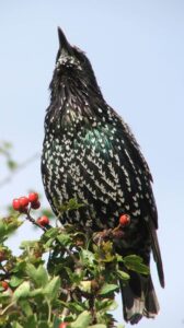 Biological Recording: Getting Started – Field Studies Council
