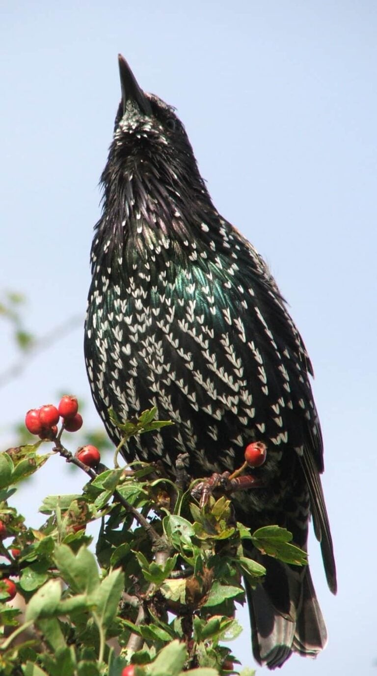 Biological Recording: Getting Started – Field Studies Council