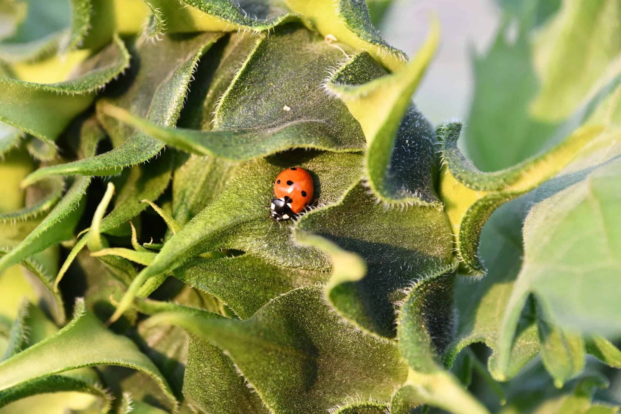 Seasonal spotlight: Ladybirds – Field Studies Council