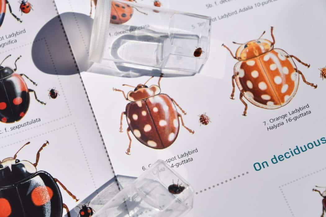 Seasonal spotlight: Ladybirds – Field Studies Council