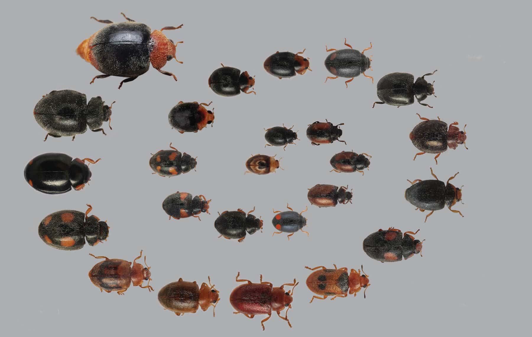 Micro ladybirds AIDGAP – Field Studies Council