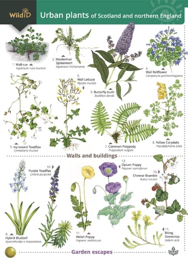Non-native invasive plants guide – Field Studies Council