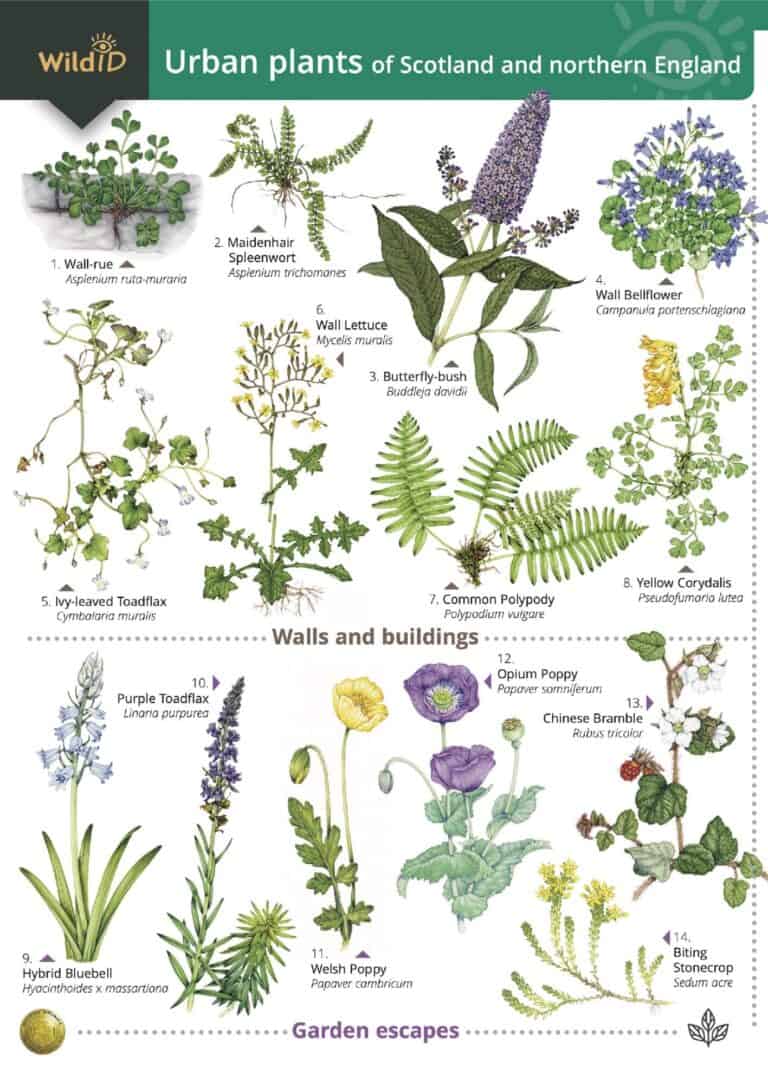 Non-native invasive plants guide – Field Studies Council