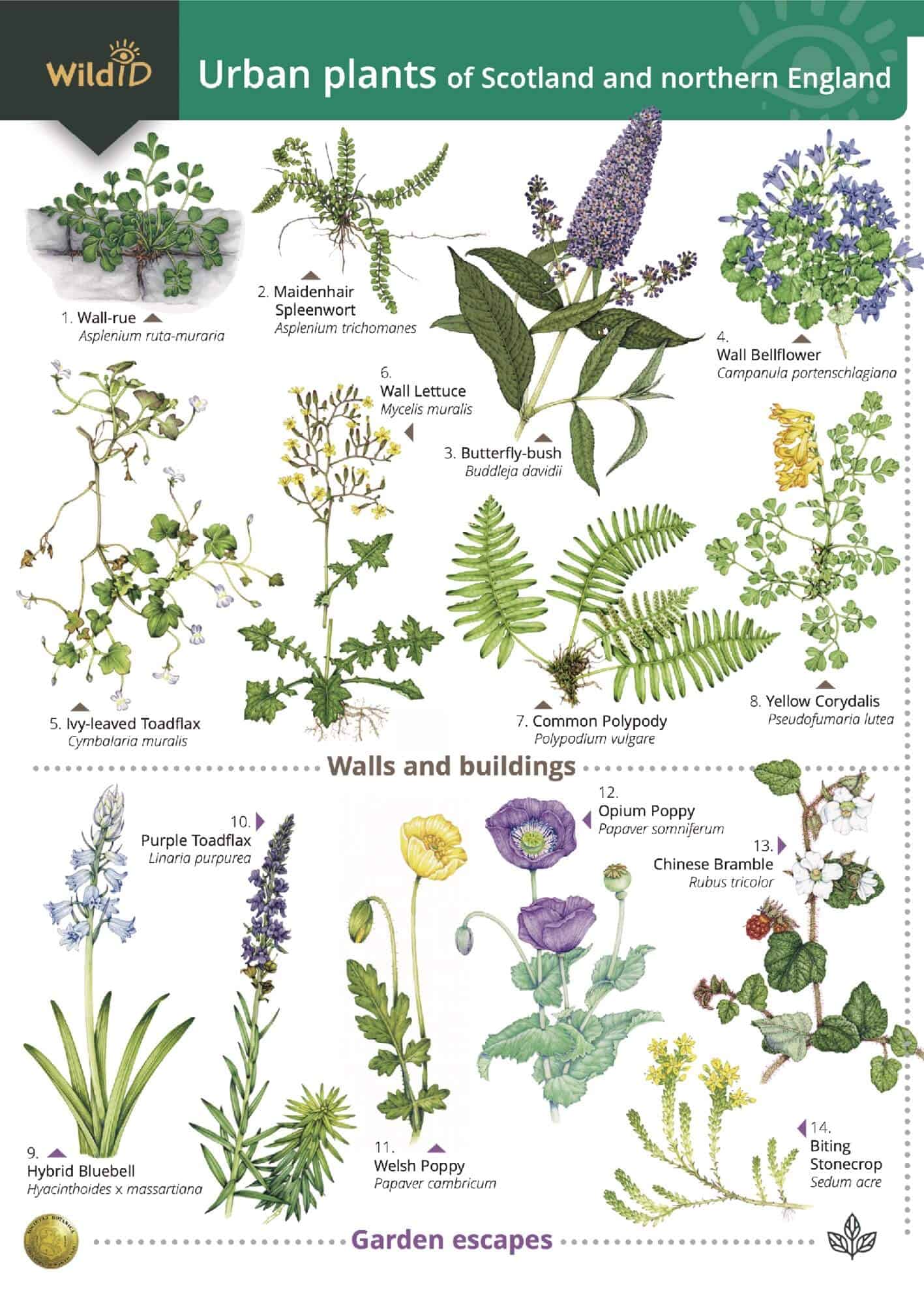 What Is The Most Common Plant In The Uk