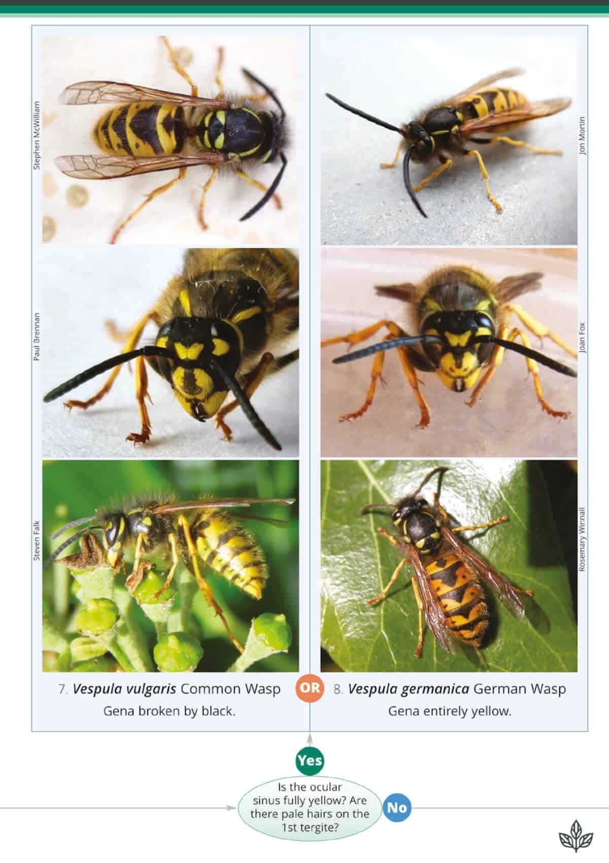 Social wasps | AIDGAP fold-out guide | Field Studies Council