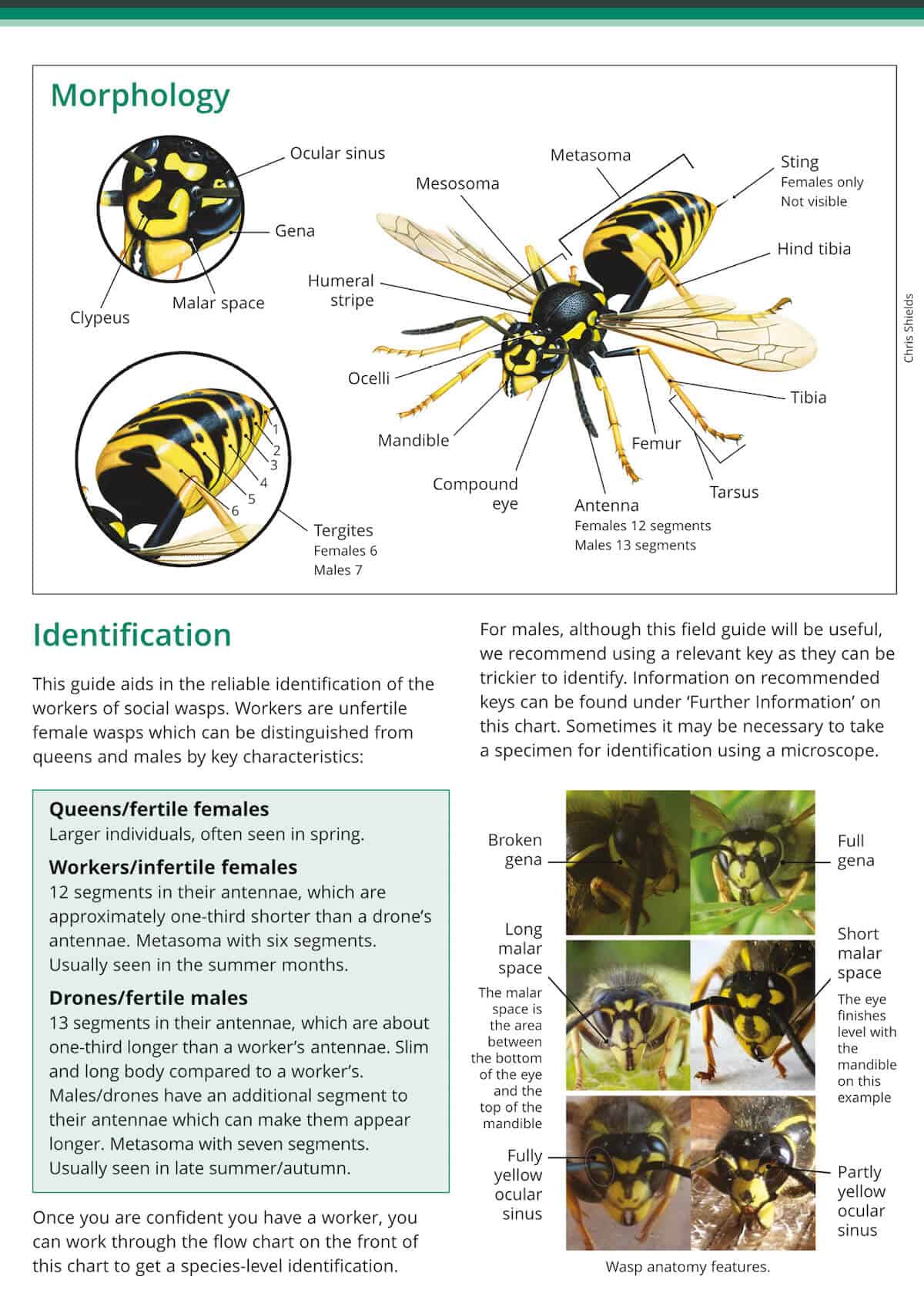 Social wasps | AIDGAP fold-out guide | Field Studies Council