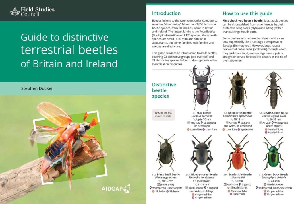 Brilliant Beetles – Field Studies Council