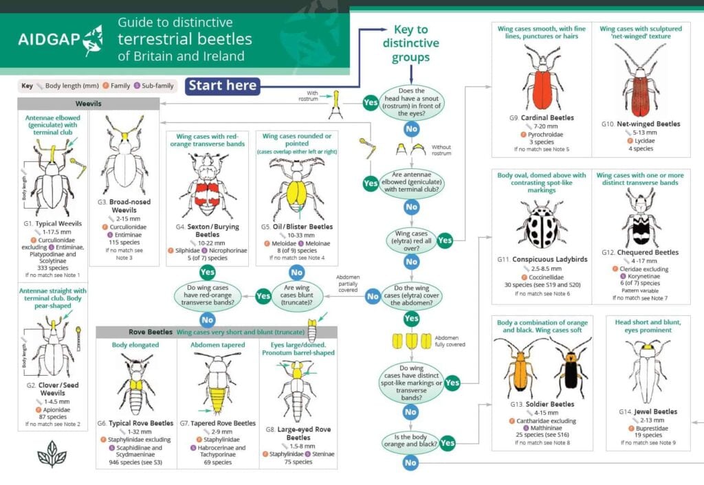 Brilliant Beetles – Field Studies Council