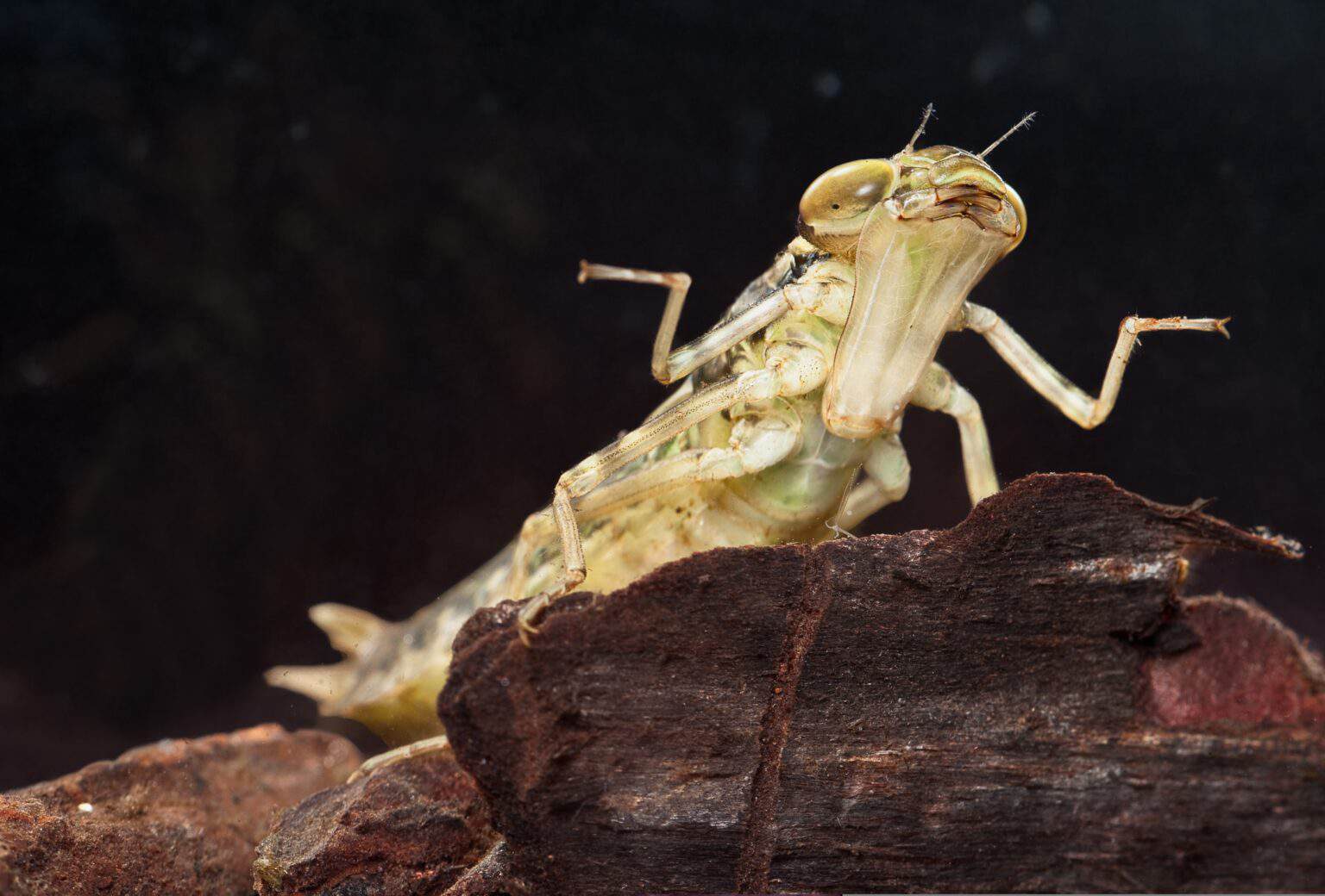 Seasonal spotlight: Dragonfly exuviae – Field Studies Council