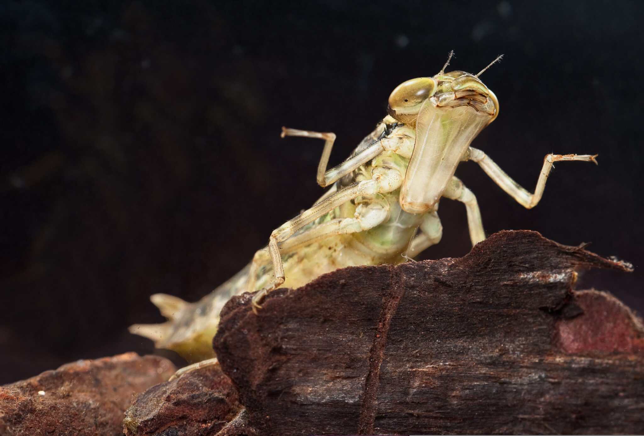 Seasonal spotlight: Dragonfly exuviae – Field Studies Council