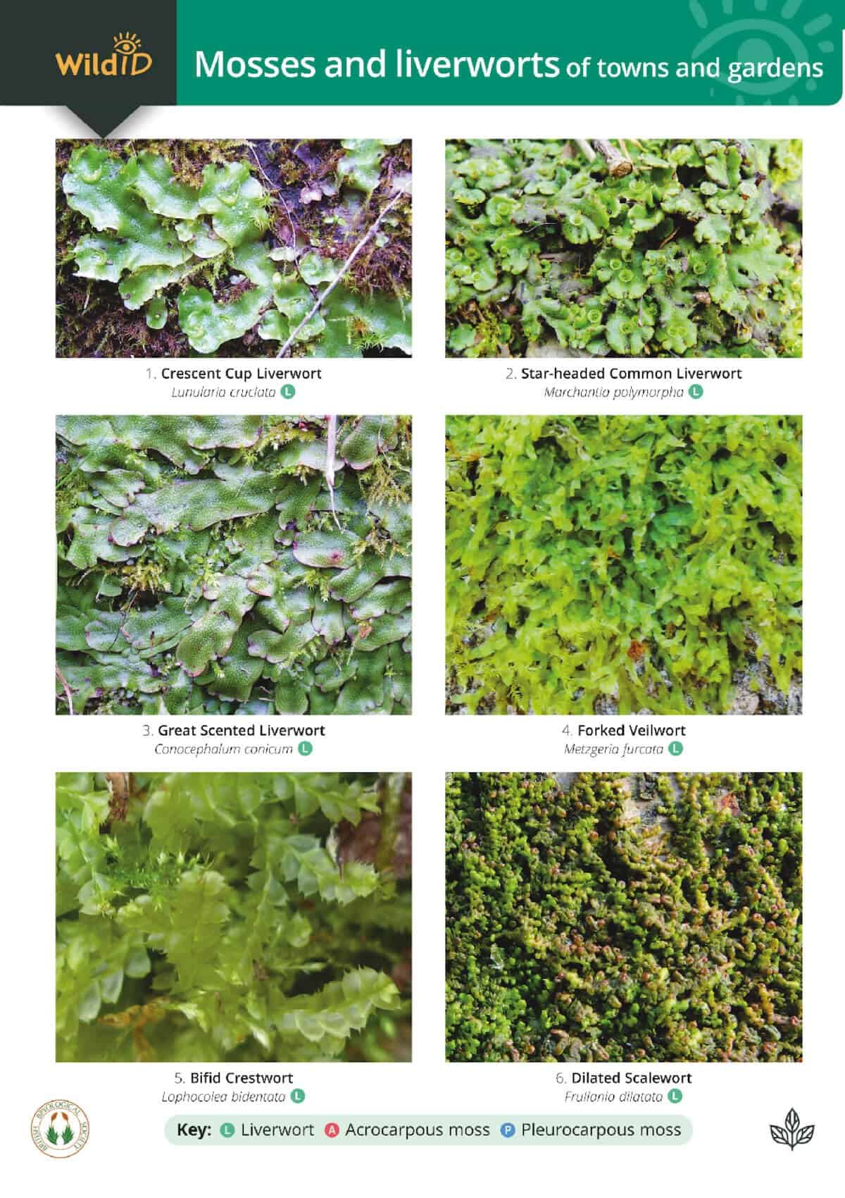 Woodland mosses guide – Field Studies Council