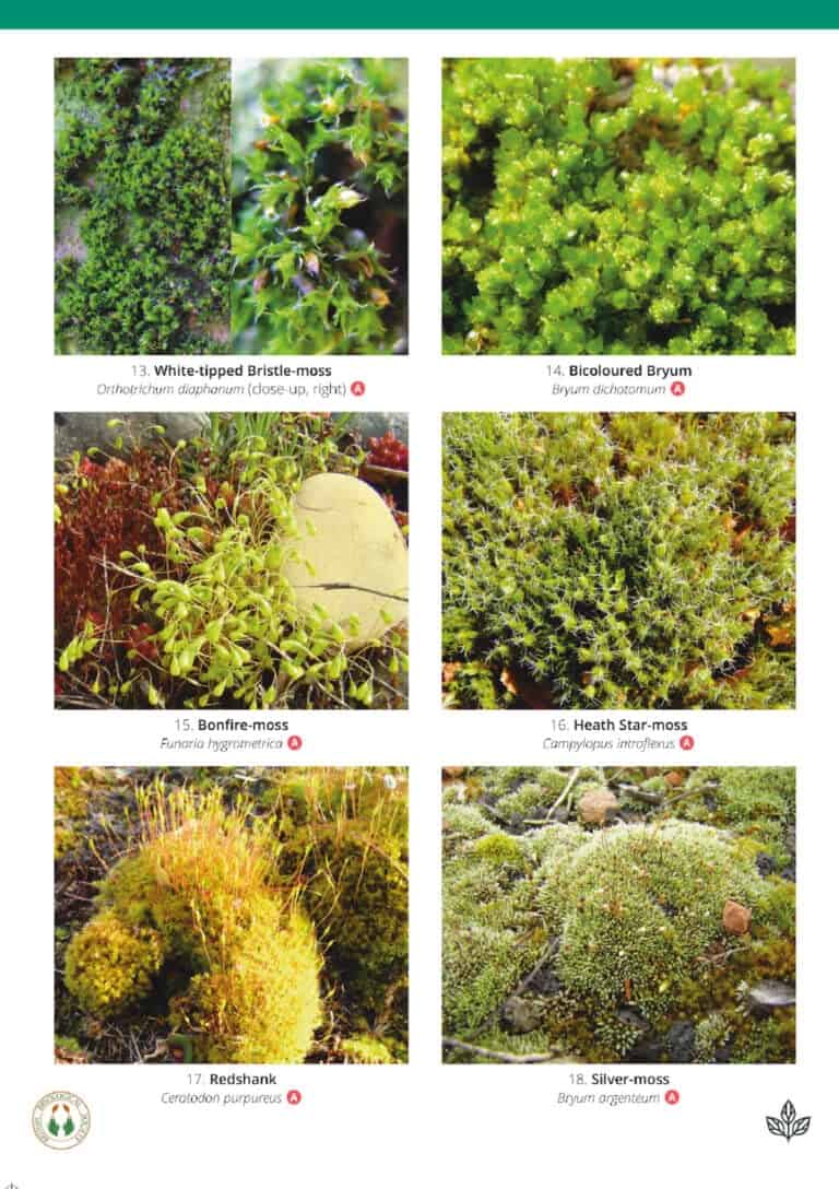 Garden mosses guide – Field Studies Council