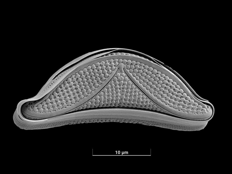 Meet the Member: Jeremy Poole – Field Studies Council