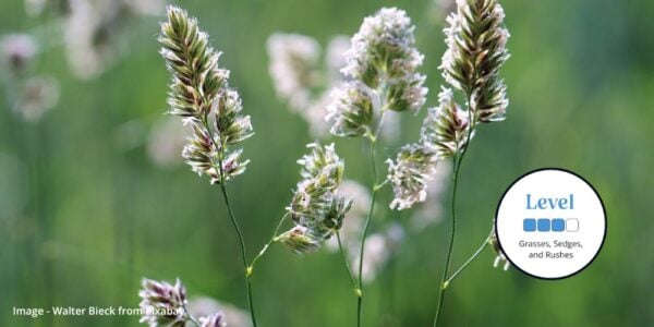 Grasses guide – Field Studies Council