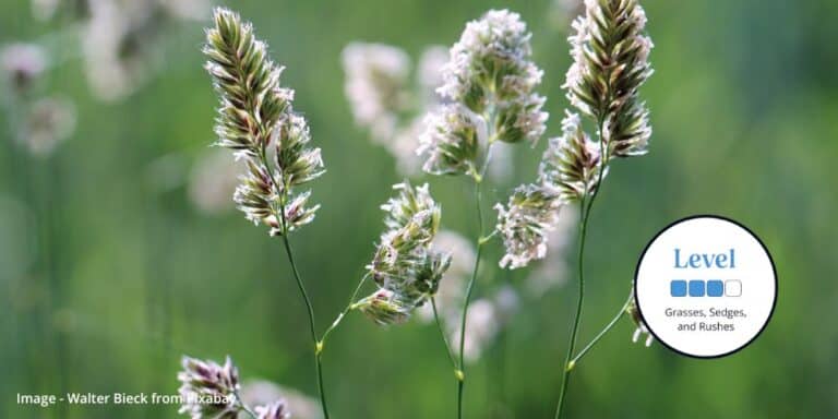 Rushes guide – Field Studies Council