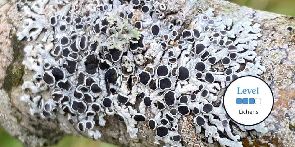 Lichens: Ecology and Identification - HAU 10/04/2026 – Field Studies ...