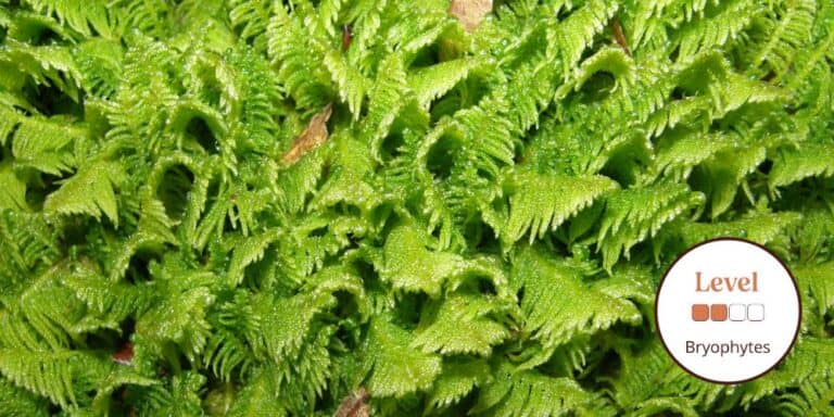 Bryophytes: An Introduction - 10/10/2026 – Field Studies Council