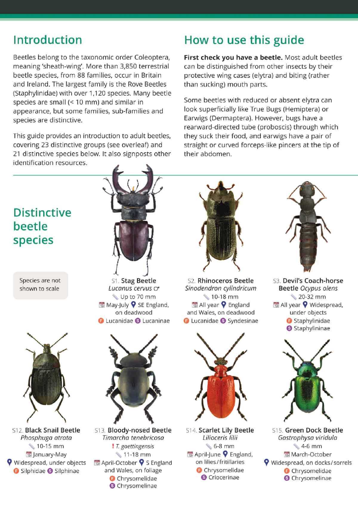 Distinctive terrestrial beetles | AIDGAP | Field Studies Council